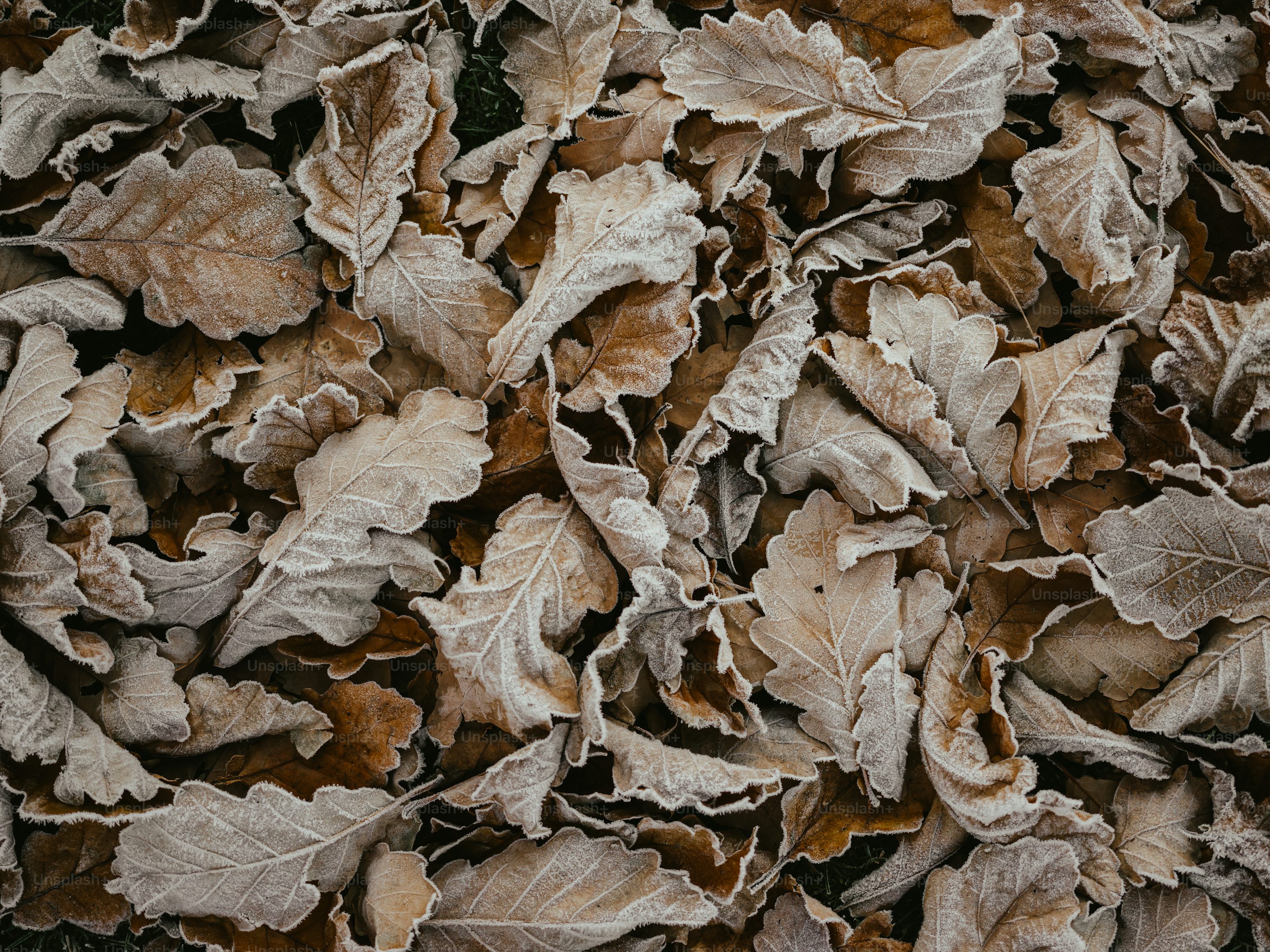 MORIBUND | UsEveryday